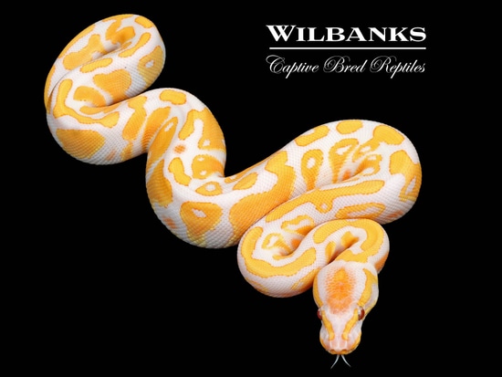 Lavender Albino Yellow Belly 100% Het. Pied Ball Python by Wilbanks ...