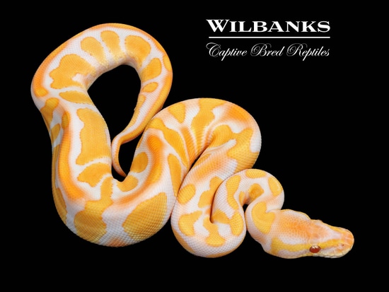 Lavender Albino Blackhead Enchi 100% Het. Pied Ball Python by Wilbanks ...
