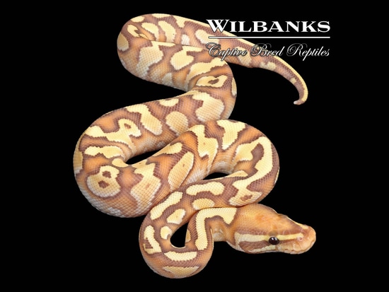 Banana Butter Ball Python by Wilbanks Captive Bred Reptiles