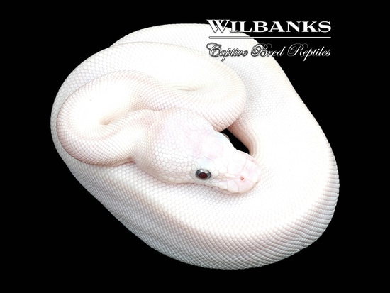 Blue Eyed Leucistic (Butter Mojave) Ball Python by Wilbanks Captive ...