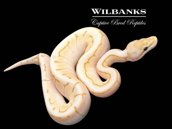 Banana Nuclear Spinner Ball Python by Wilbanks Captive Bred Reptiles