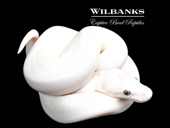 Blue Eyed Leucistic (Butter Mojave) Ball Python by Wilbanks Captive ...