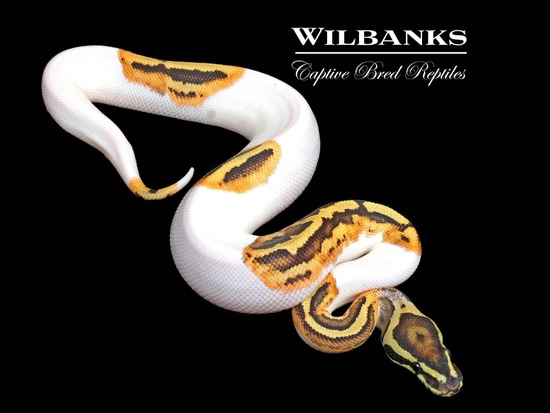 Fire Pied Ball Python by Wilbanks Captive Bred Reptiles