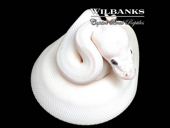 Blue Eyed Leucistic (Bamboo Butter) Ball Python by Wilbanks Captive ...