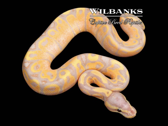 Banana Ball Python by Wilbanks Captive Bred Reptiles