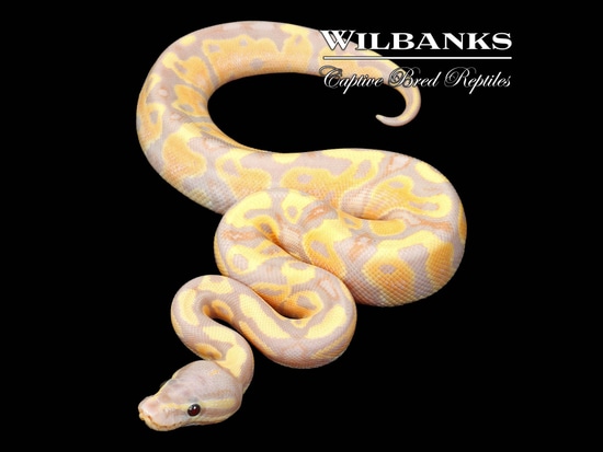 Banana Fire Ball Python by Wilbanks Captive Bred Reptiles