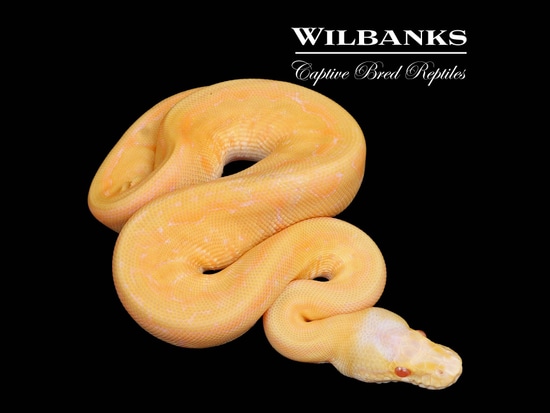 Albino Blackhead Lemon Blast Ball Python by Wilbanks Captive Bred Reptiles