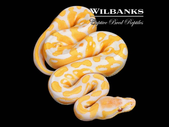Lavender Albino 100% Het. Pied Ball Python by Wilbanks Captive Bred ...