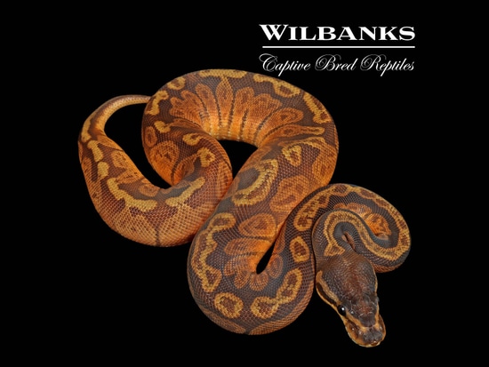 Sunset Ball Python by Wilbanks Captive Bred Reptiles