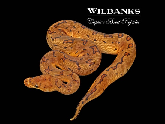 Pinstripe Clown Ball Python by Wilbanks Captive Bred Reptiles