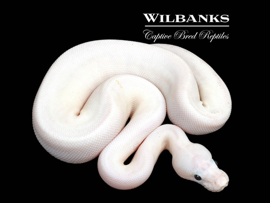 Super Fire Ball Python by Wilbanks Captive Bred Reptiles