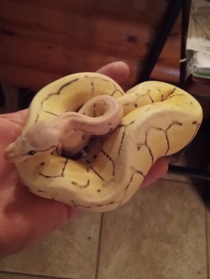 Chocolate Lemon Blast Desert Ghost Ball Python by The Silver Ball