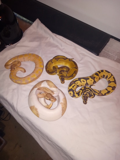 4 Different Ball Python Morphs : Check It Out!! by The Silver Ball