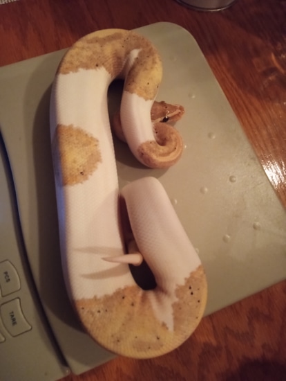 Banana Cinnamon Pied Ball Python by The Silver Ball