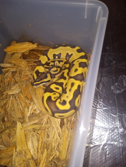 Enchi Desert Ghost Ball Python Very Impressive Colors And Patterns ...