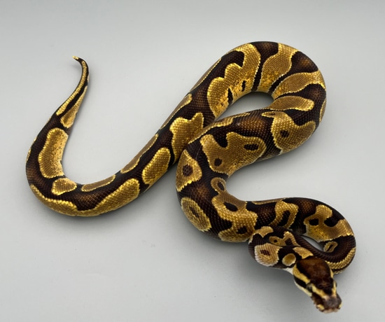 Enchi 66% Het Monarch Ball Python by Bedgie Ballz