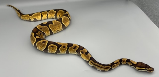 Enchi 66% Het Monarch (UK Only) Ball Python by Bedgie Ballz