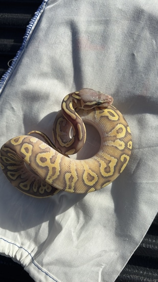 Hypo Mojave Firefly Ball Python by Garcia’s Exotics