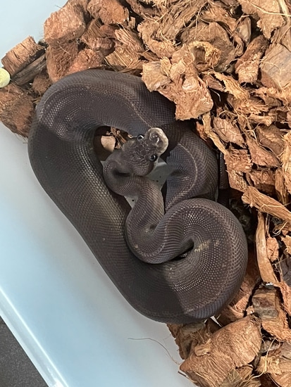 8 Ball Ball Python by Mad Scientist Creations
