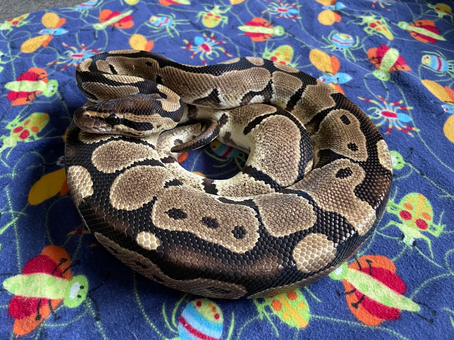 Light Normal Ball Python by TMT Reptiles - MorphMarket