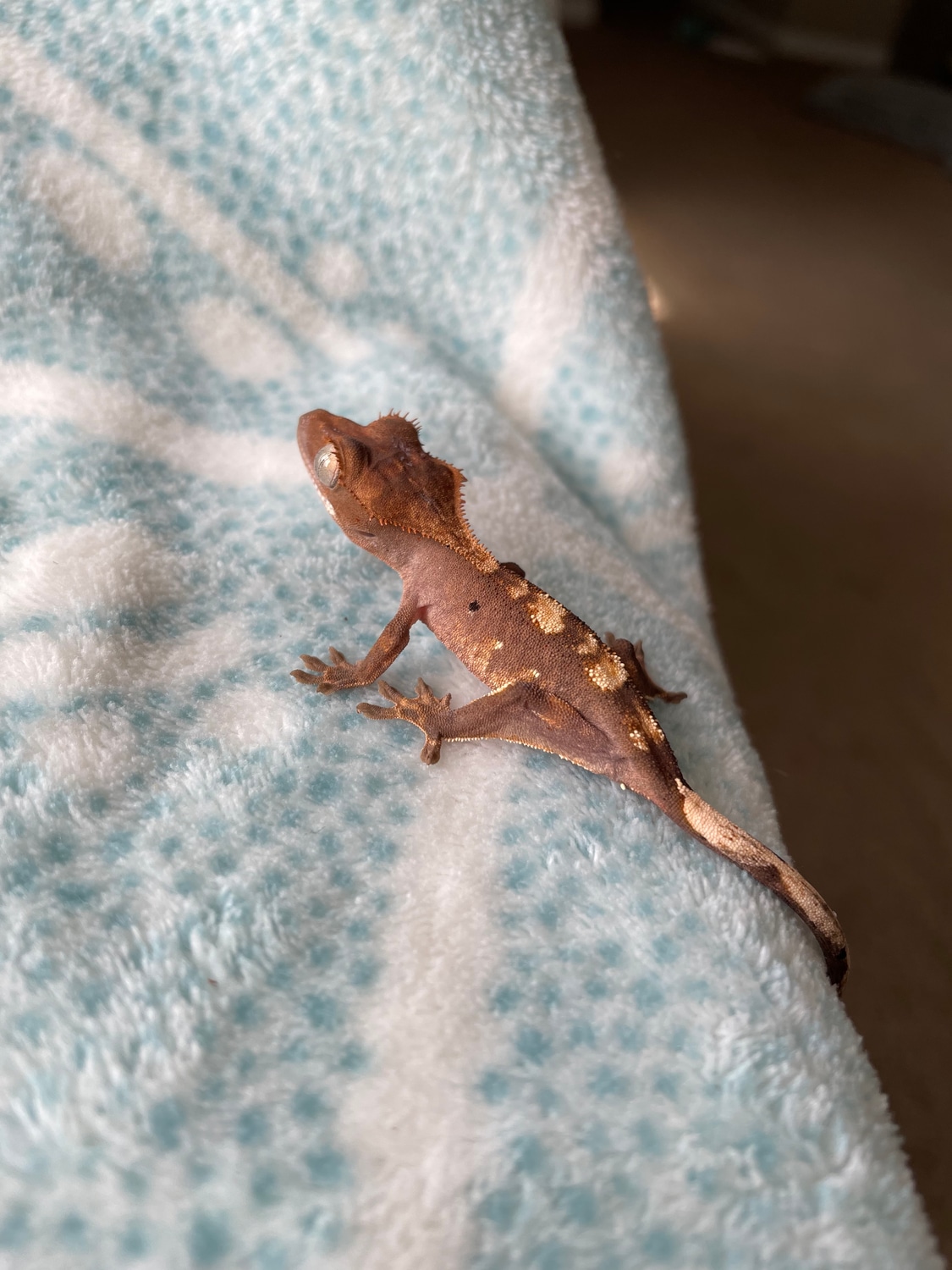 Craze Crested Gecko by TMT Reptiles - MorphMarket