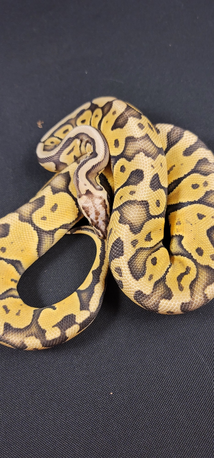 Super Pastel Yellow Belly Scaleless Head Ball Python by Firehouse ...
