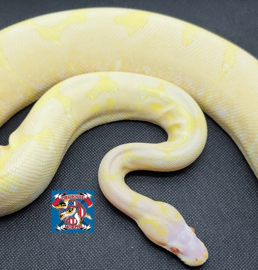 Albino Spider Scaleless Head Ball Python by Firehouse Morphs