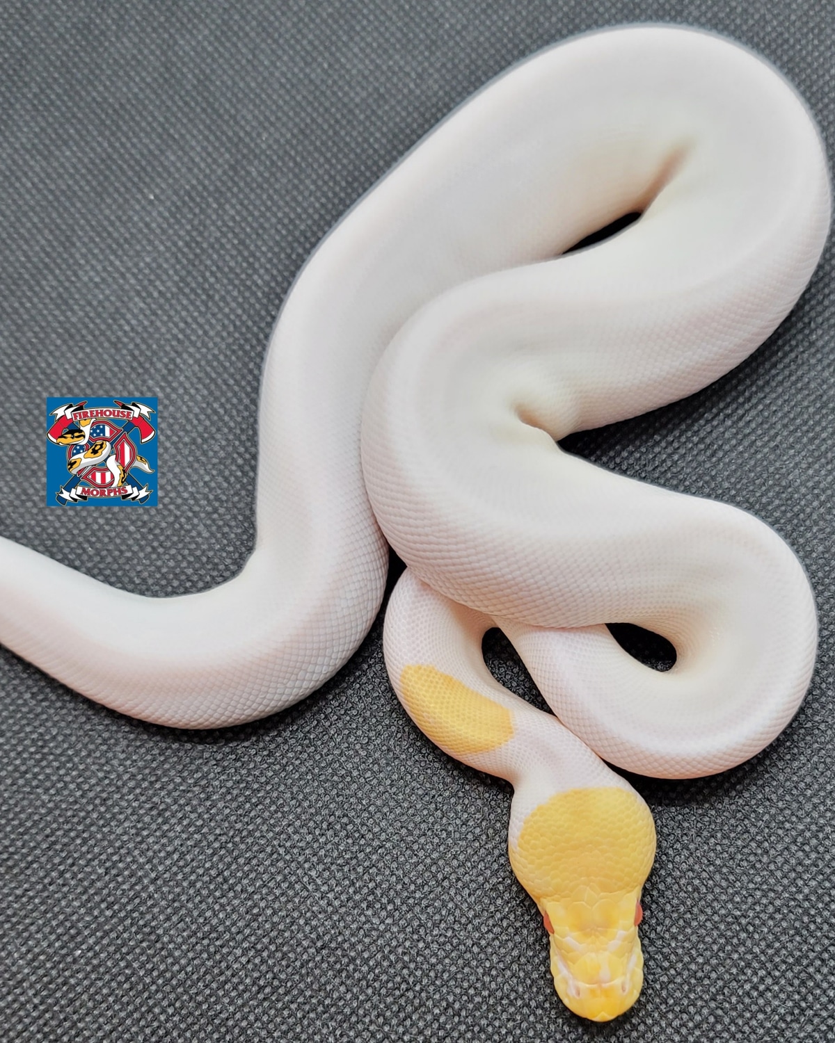 Albino Pinto Pied-Free Shipping Ball Python by Firehouse Morphs ...