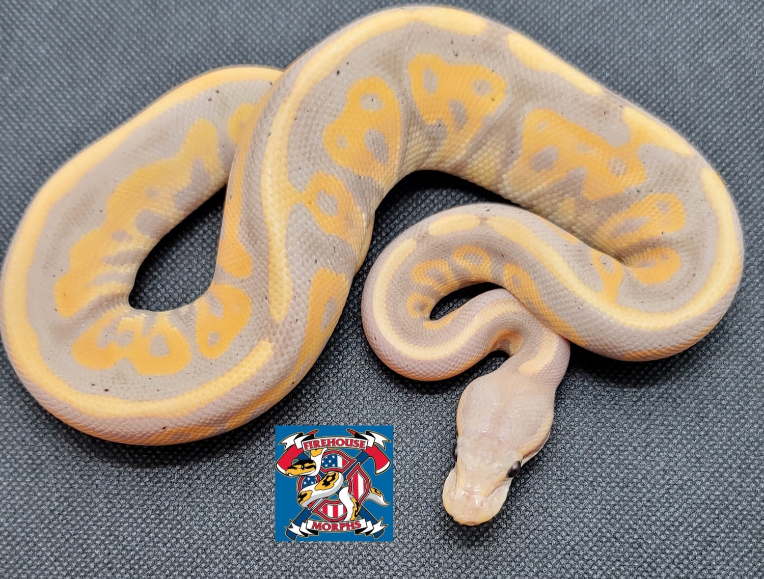 Banana Cinnamon Ball Python by Firehouse Morphs - MorphMarket