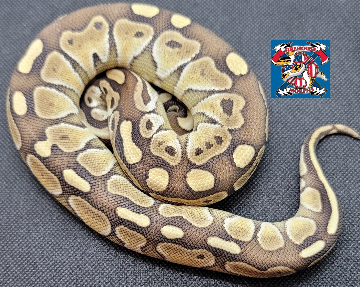 Lesser Ball Python by Firehouse Morphs - MorphMarket