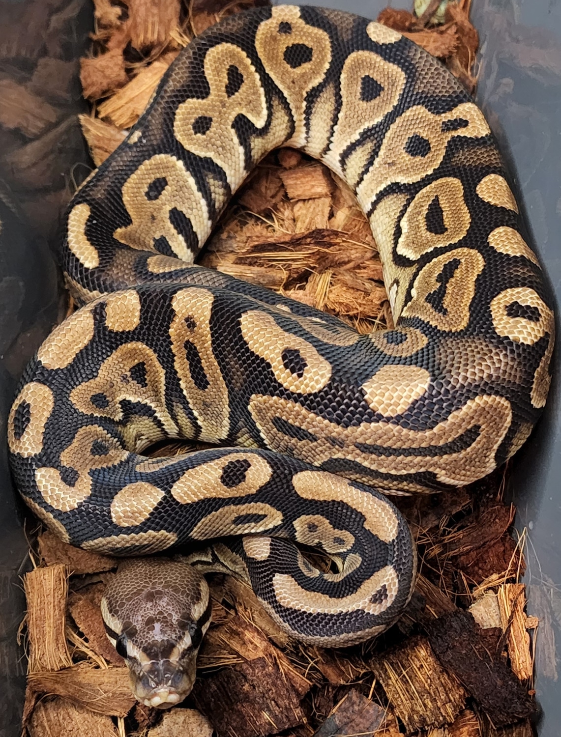 Cinnamon Scaleless Head Ball Python by Firehouse Morphs - MorphMarket