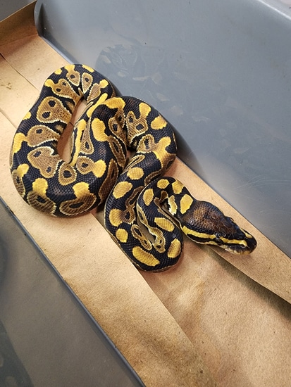 Normal 50% Monsoon Ball Python by Firehouse Morphs