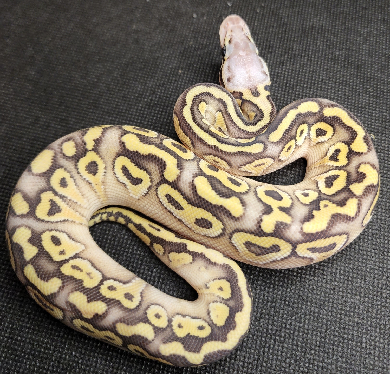 Super Pastave 50% Monsoon (HET MARKERS) Ball Python by Firehouse Morphs ...