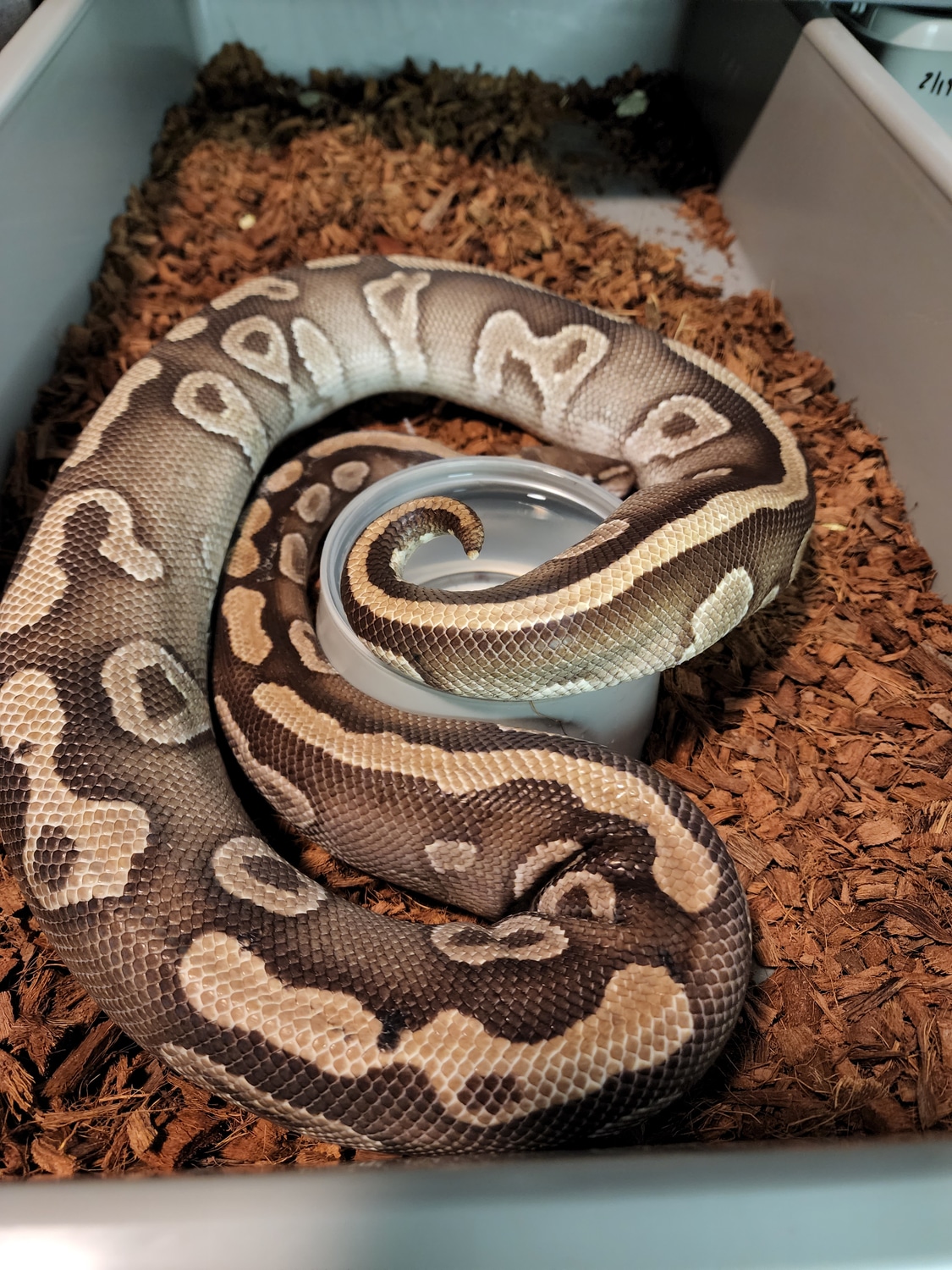 Mojave Ready To Breed Ball Python by Firehouse Morphs - MorphMarket