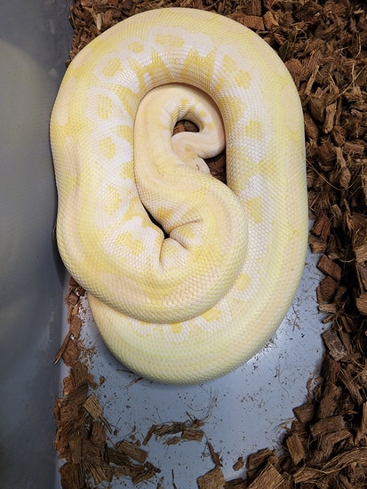 Albino Mojave Ball Python by Firehouse Morphs