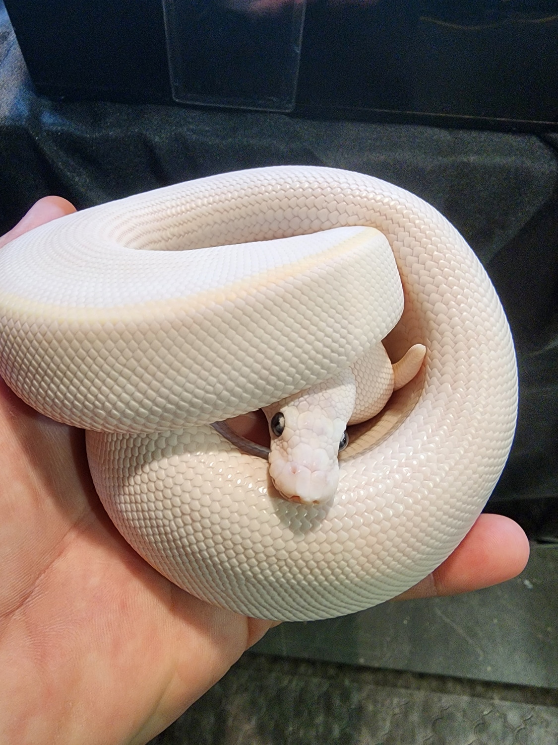Female Super Russo (White Diamond) Ball Python by Firehouse Morphs ...