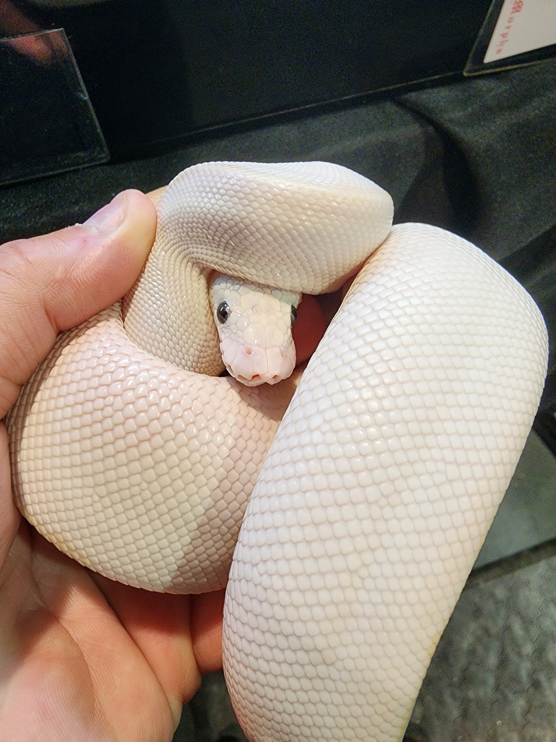 Female Super Russo (White Diamond) Ball Python by Firehouse Morphs ...