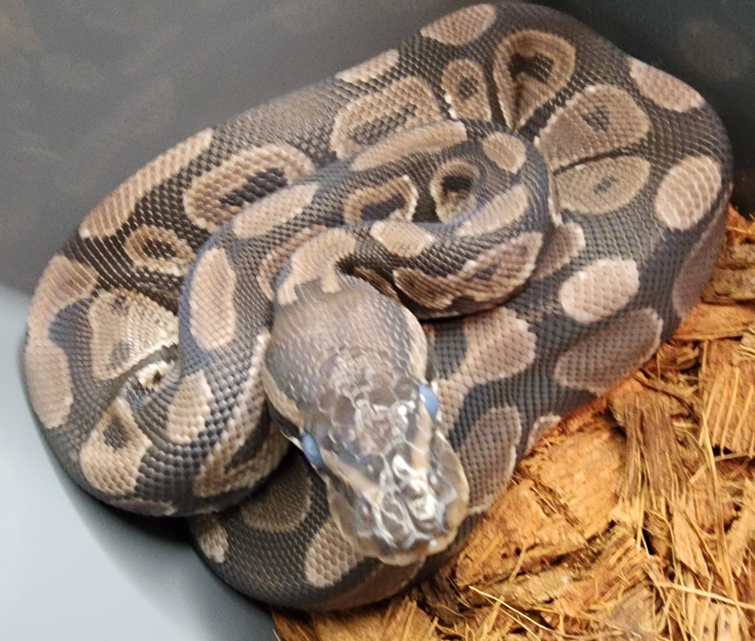 Axanthic Ball Python by Firehouse Morphs - MorphMarket