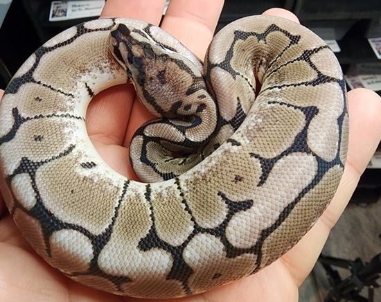 Male Spider VPI Axanthic Free Shipping Ball Python by Firehouse Morphs
