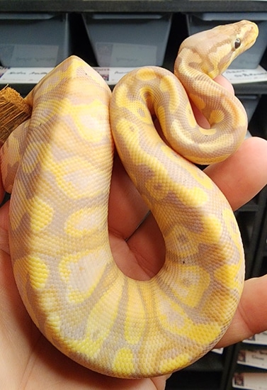 Banana Het Clown/Pied FREE SHIPPING Ball Python by Firehouse Morphs