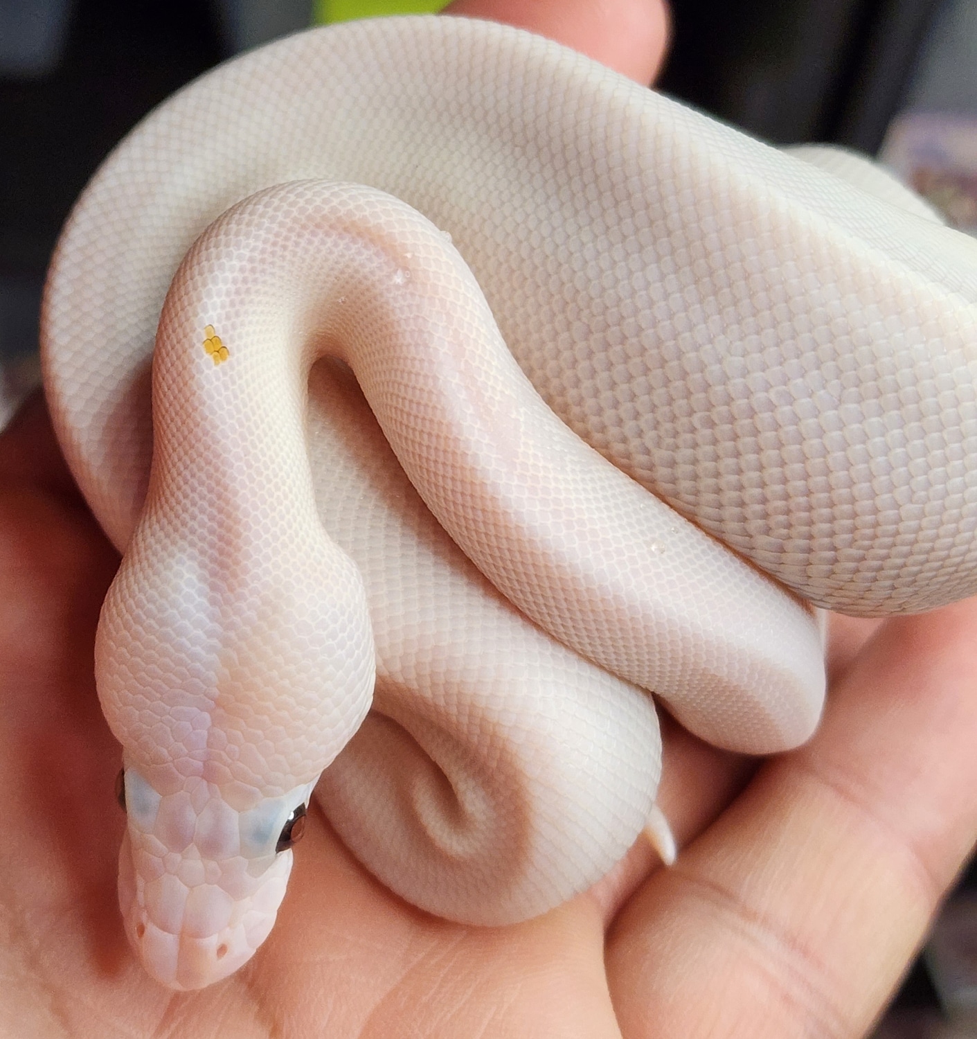 Female Russo Pied 50% Albino Ball Python by Firehouse Morphs - MorphMarket