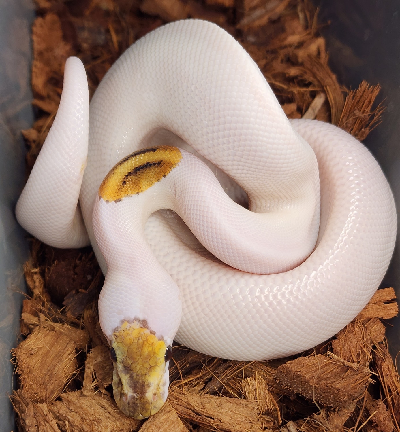 Russo Pied 50% Albino Ball Python by Firehouse Morphs - MorphMarket