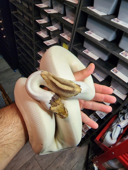 Russo Pied Het Albino Ball Python by Firehouse Morphs