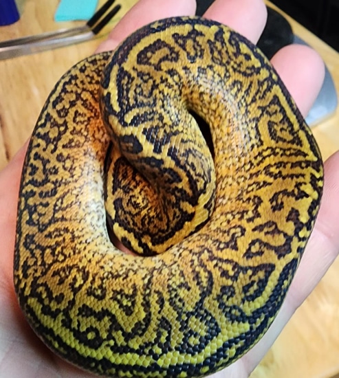 Special Monsoon Male Ball Python by Firehouse Morphs