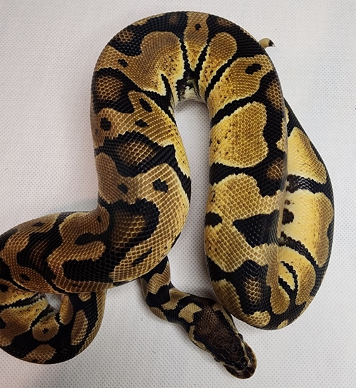 Pastel 50% Monsoon FREE SHIPPING Ball Python by Firehouse Morphs