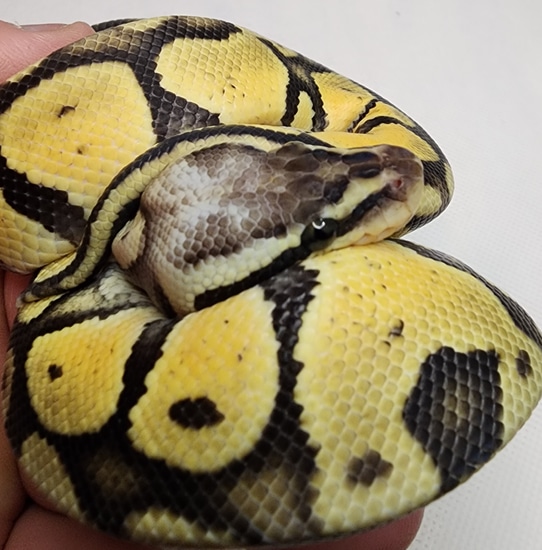 Super Pastel 50% Monsoon FREE SHIPPING Ball Python by Firehouse Morphs