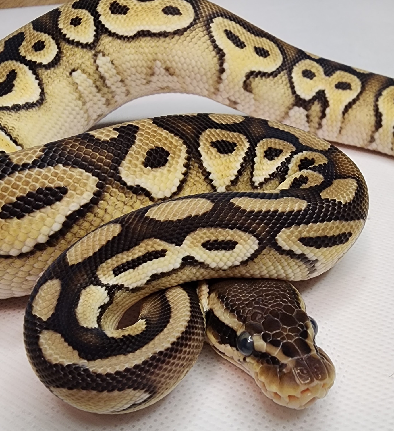Pastave 50% Monsoon FREE SHIPPING Ball Python by Firehouse Morphs ...