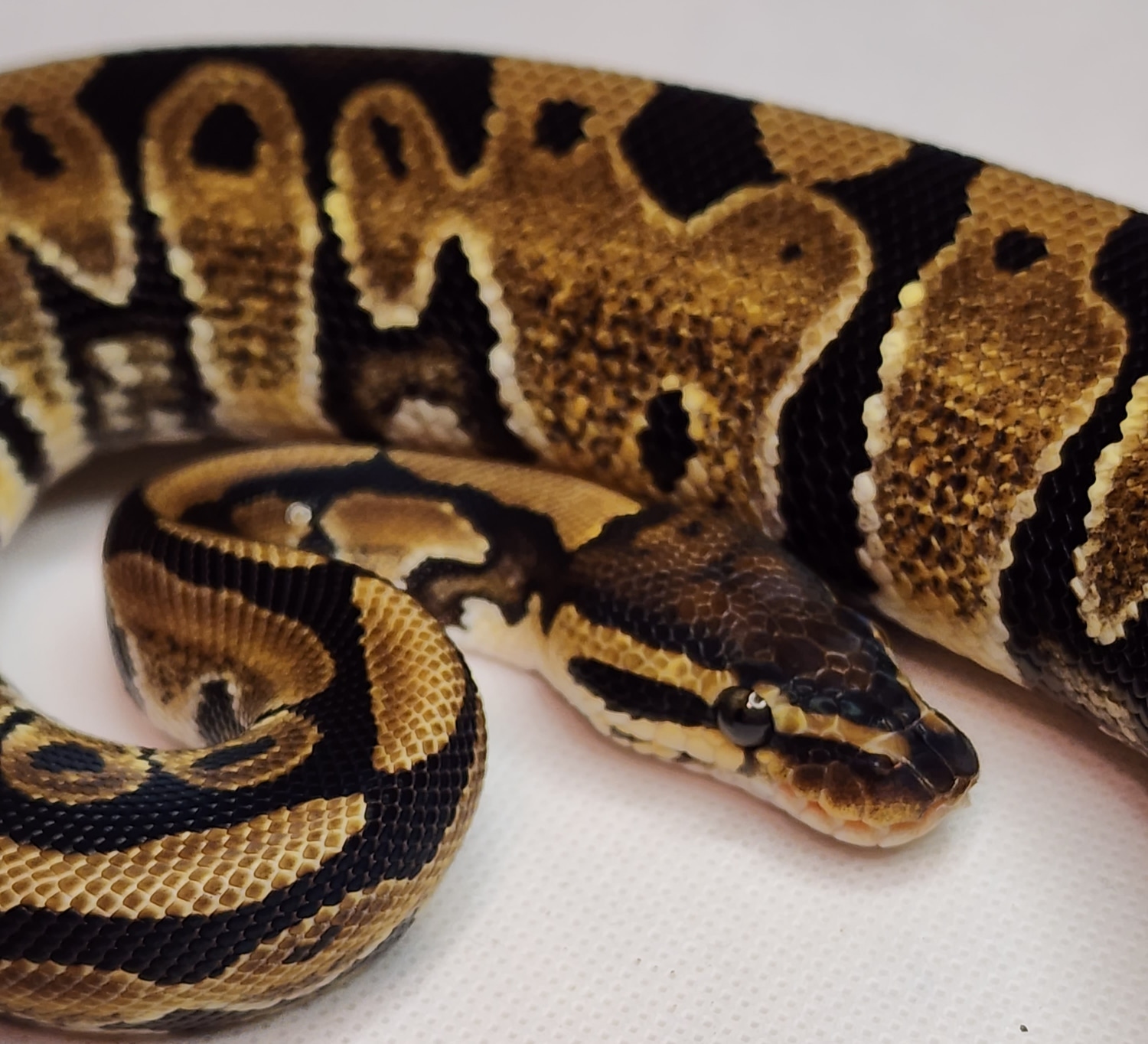 Normal 50% Monsoon FREE SHIPPING Ball Python by Firehouse Morphs ...