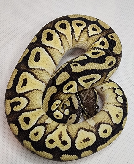 Pastave 50% Monsoon FREE SHIPPING Ball Python by Firehouse Morphs