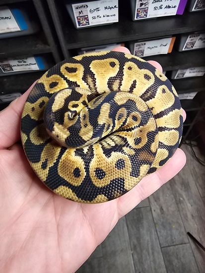 Pastel Het Sunset/Clown Male Ball Python by Firehouse Morphs